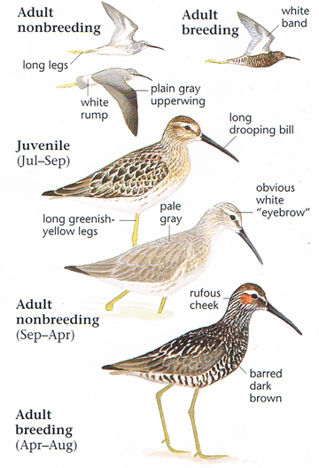 Stilt Sandpiper