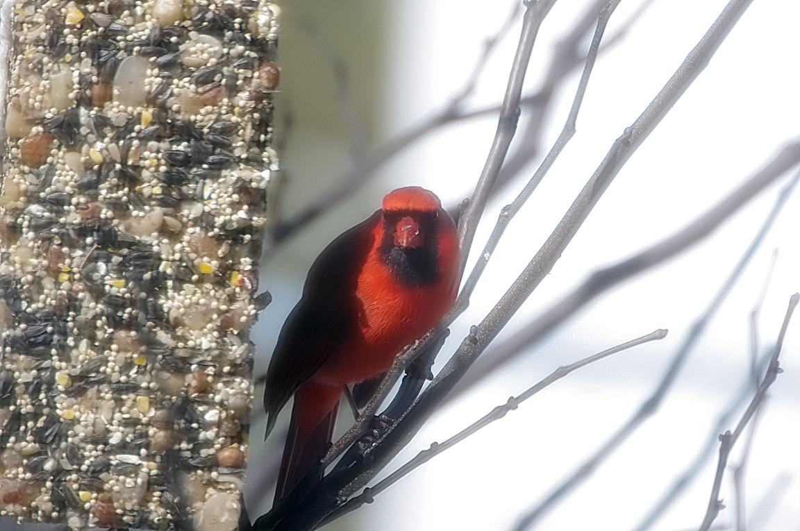 Northern Cardinal